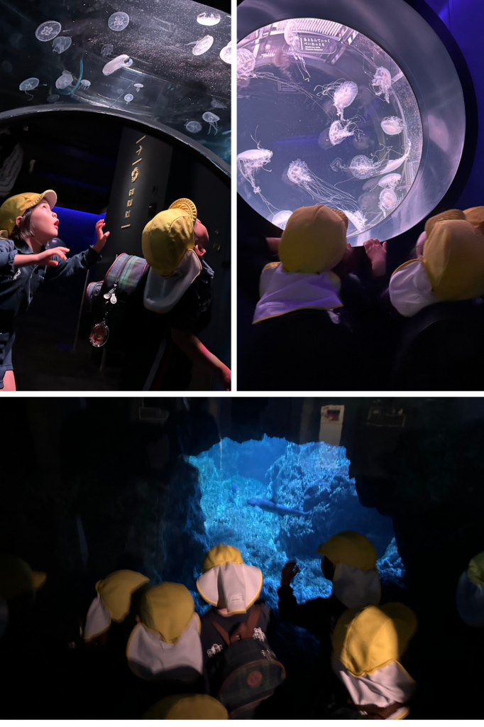 Finally it is November in the Ocean Class! - 聖母インターナショナルプリスクール